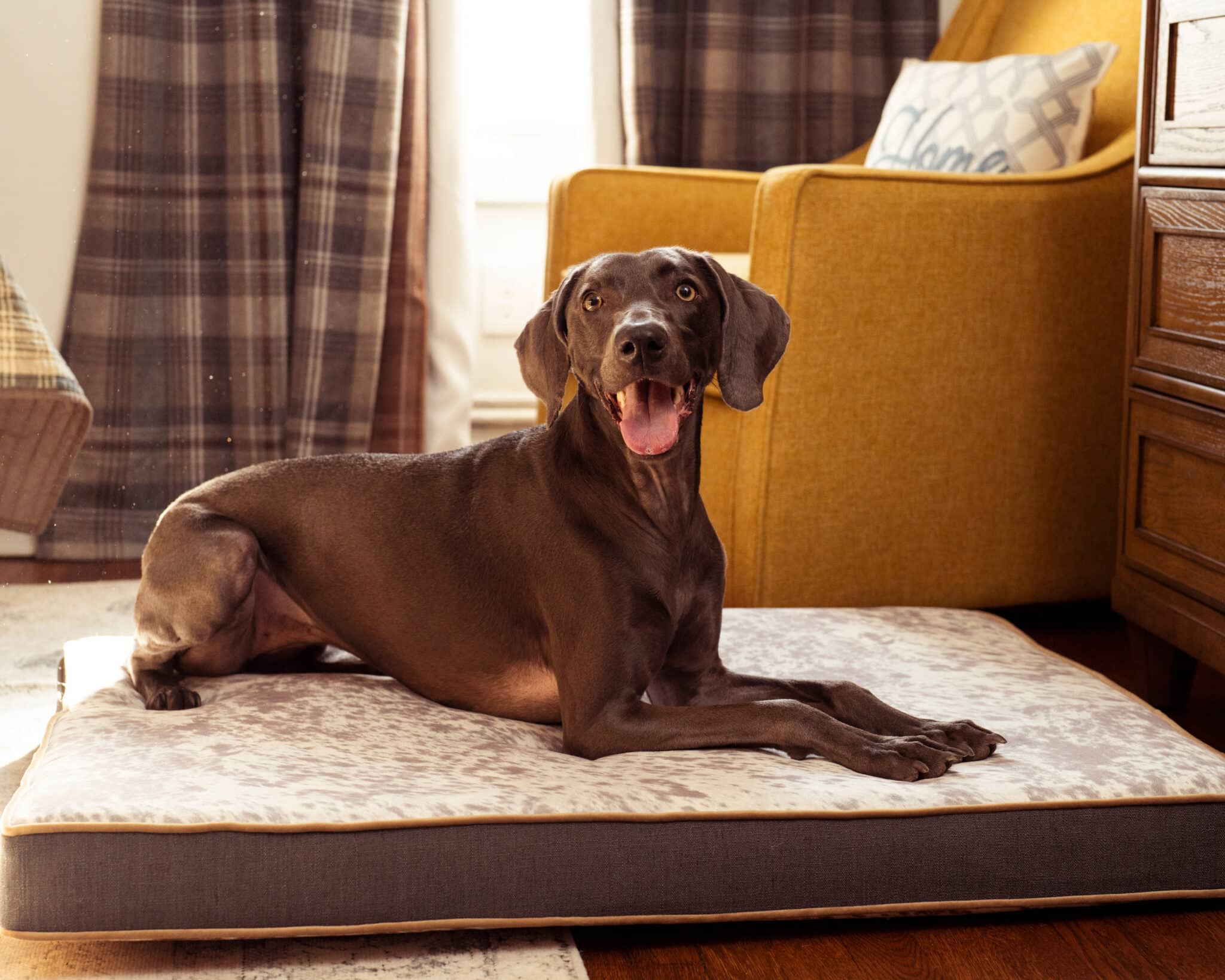 Rectangle Dog Bed Cushion | J’adore Custom Pet Beds