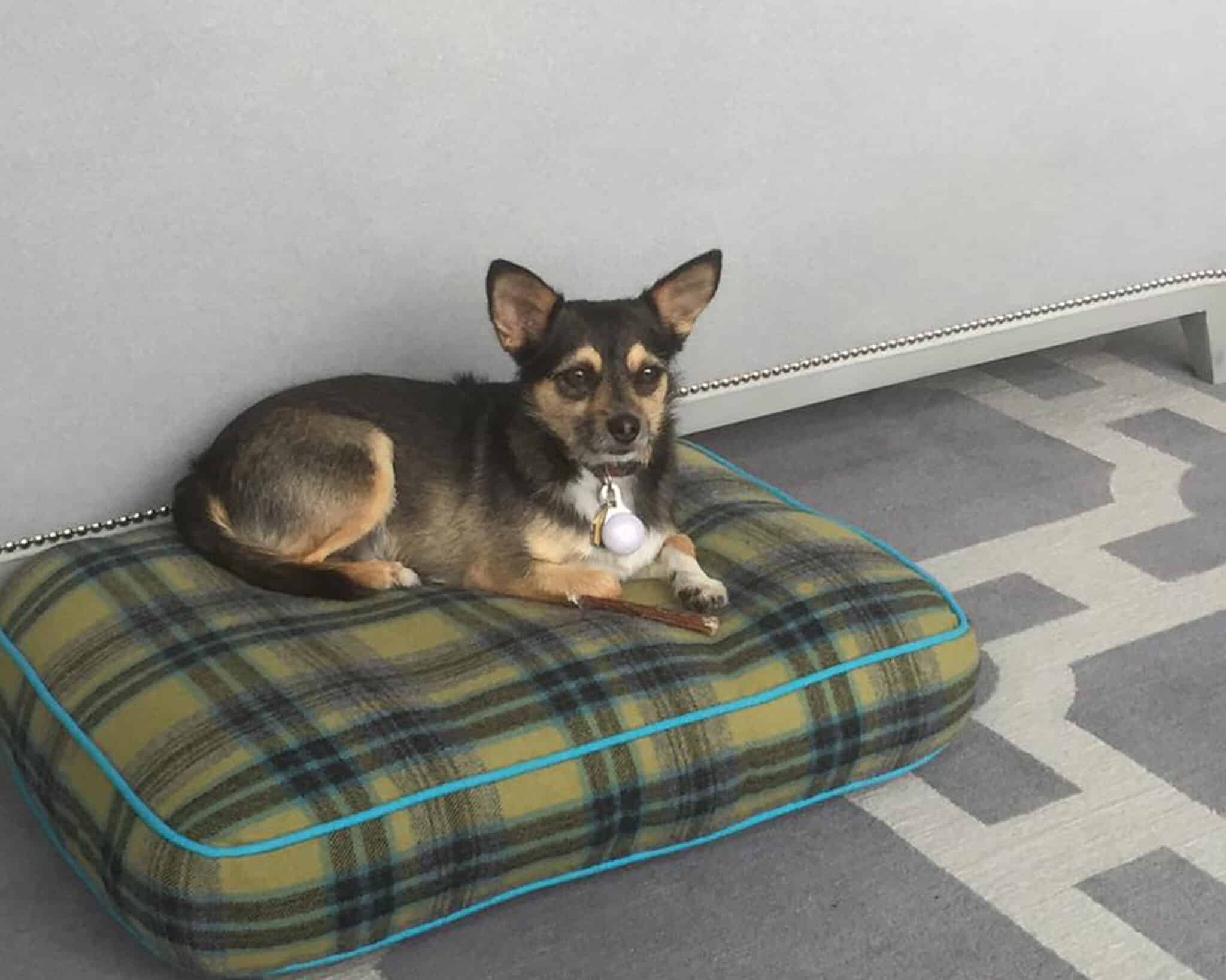 Square Pet Bed | J'adore Custom Pet Beds