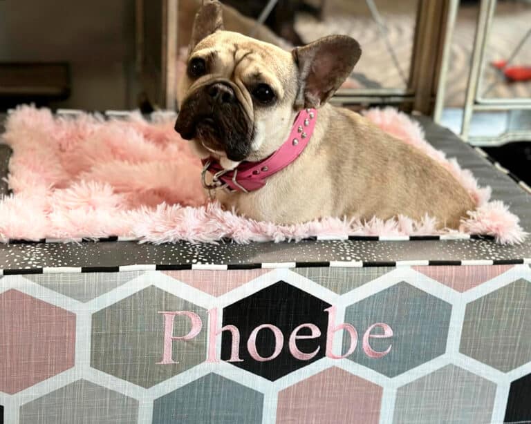 Throne Pet Bed | J'adore Custom Pet Beds