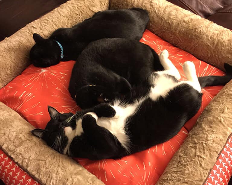 Cozy Cuddle Pet Bed | J'adore Custom Pet Beds