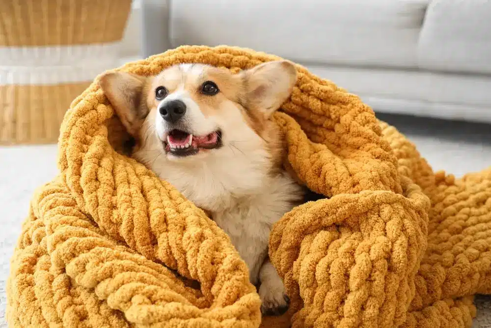 Best Fabrics for Custom Pet Beds | J’adore